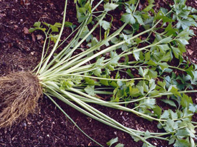 Heirloom Celery Varieties – Mother Earth News